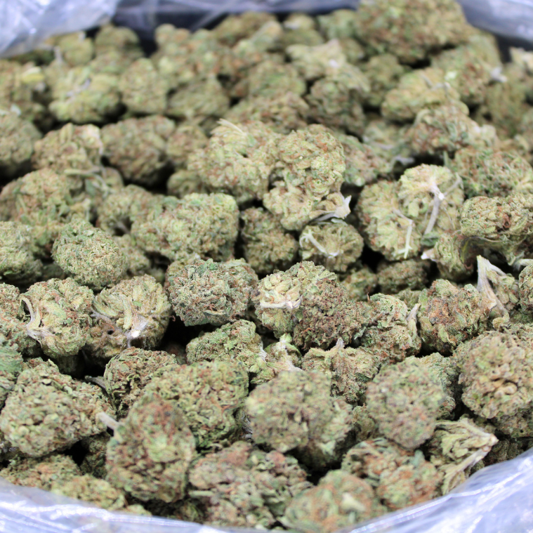 Cheap THCA Flower Pound – THCA Small Buds