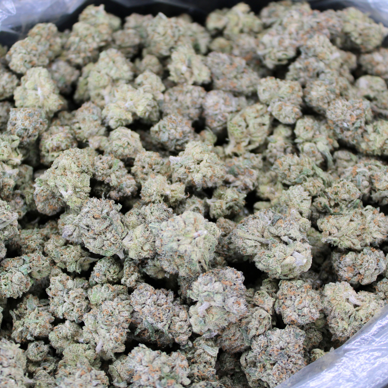 White Widow Indoor THCA Flower – THCA Small Buds